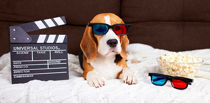 The 15 Funniest Dog Commercials Ever Made | Daily Dog Stuff