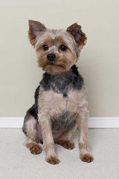 Yorkie Haircut Ideas: 11 Styles to Transform Your Dog’s Look