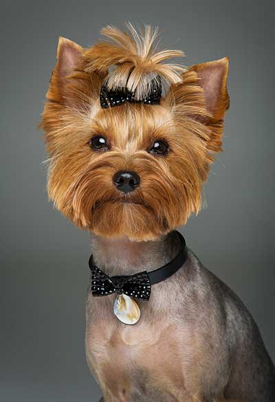 Yorkie Haircut Ideas: 11 Styles to Transform Your Dog’s Look