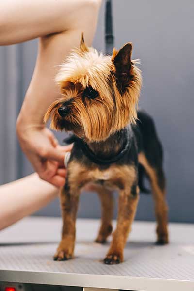 Yorkie Haircut Ideas: 11 Styles to Transform Your Dog’s Look