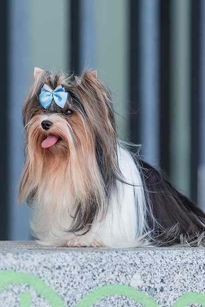 Yorkie Haircut Ideas: 11 Styles to Transform Your Dog’s Look